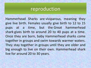 Hammerhead samuel | PPS