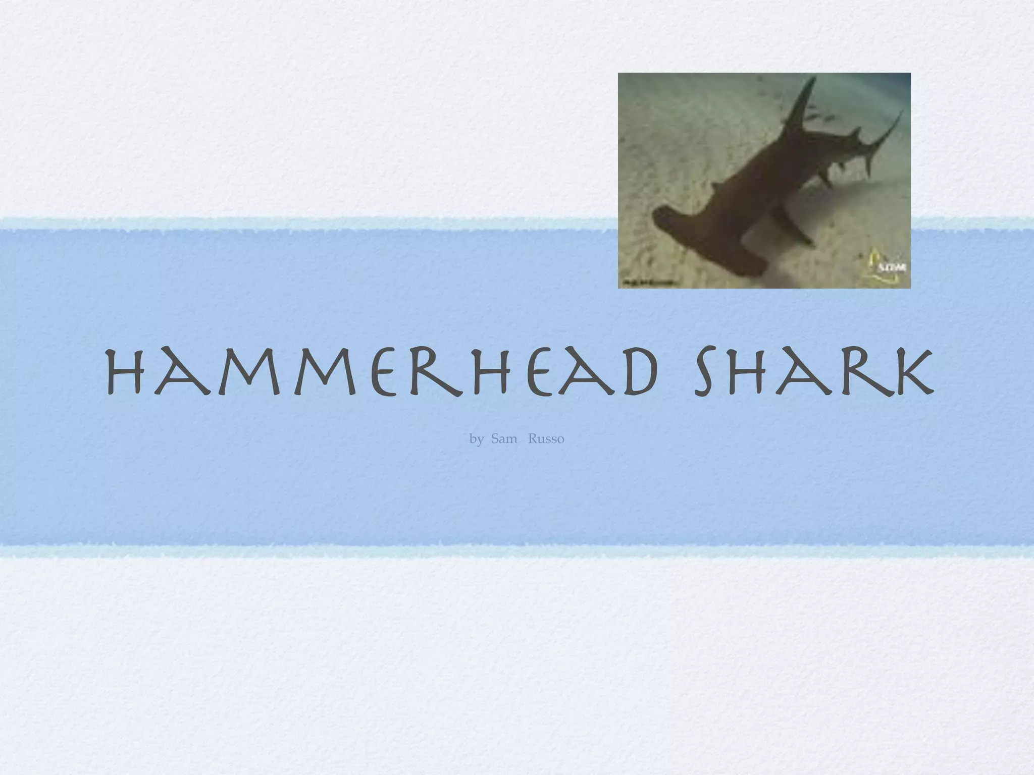 Hammerhead Shark | PPT
