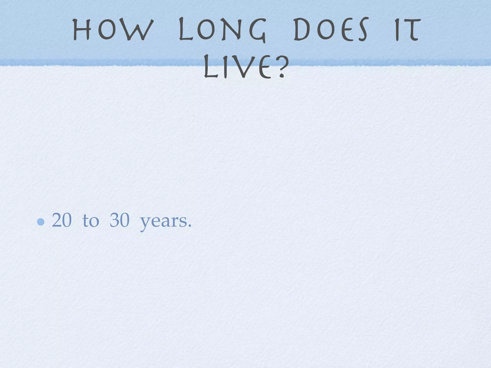 Hammerhead Shark | PPT