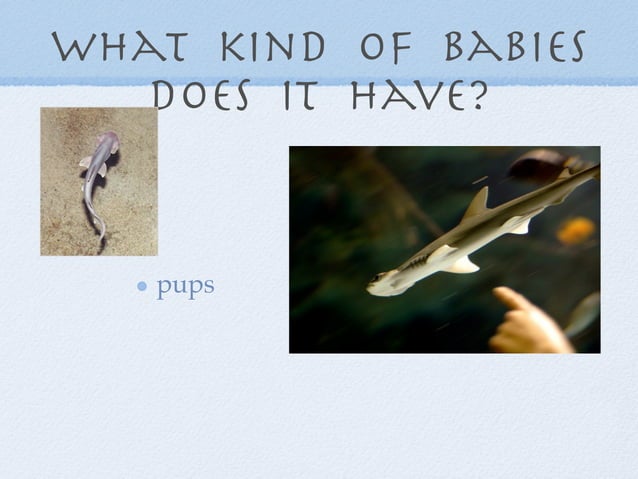 Hammerhead Shark | PPT