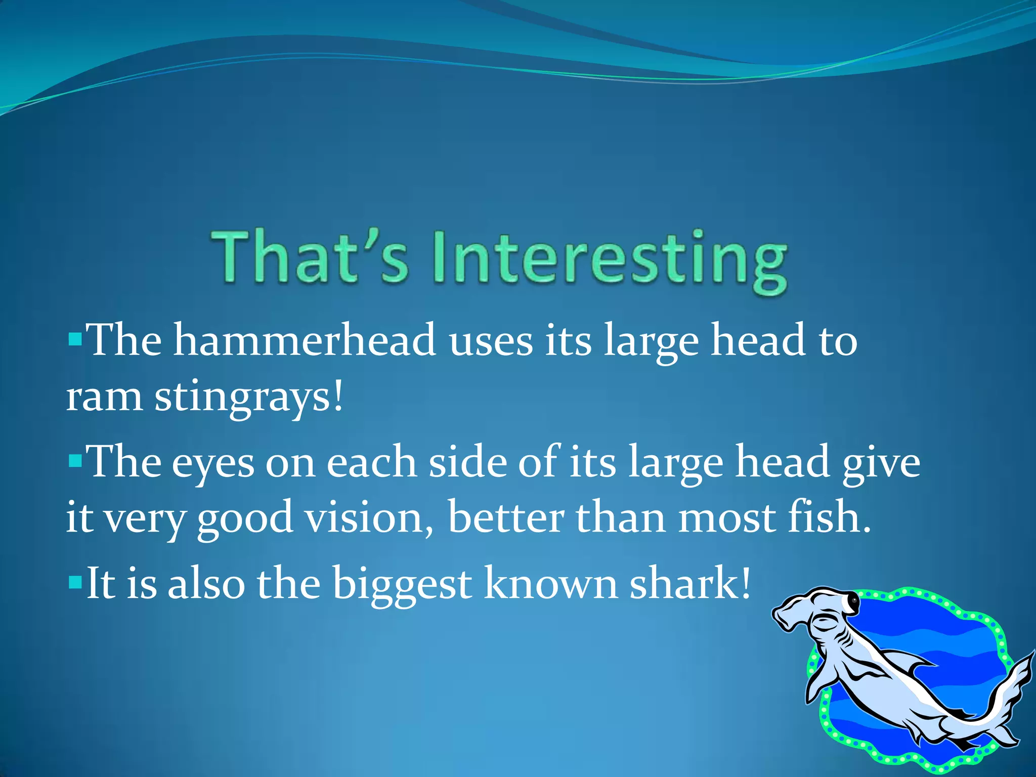 Hammer head shark c.m. | PPTX