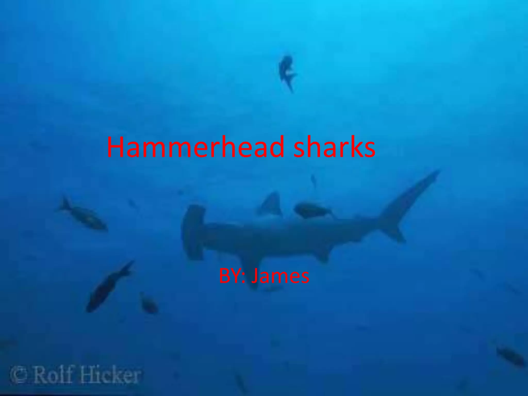 Hammerhead Sharks | PPTX