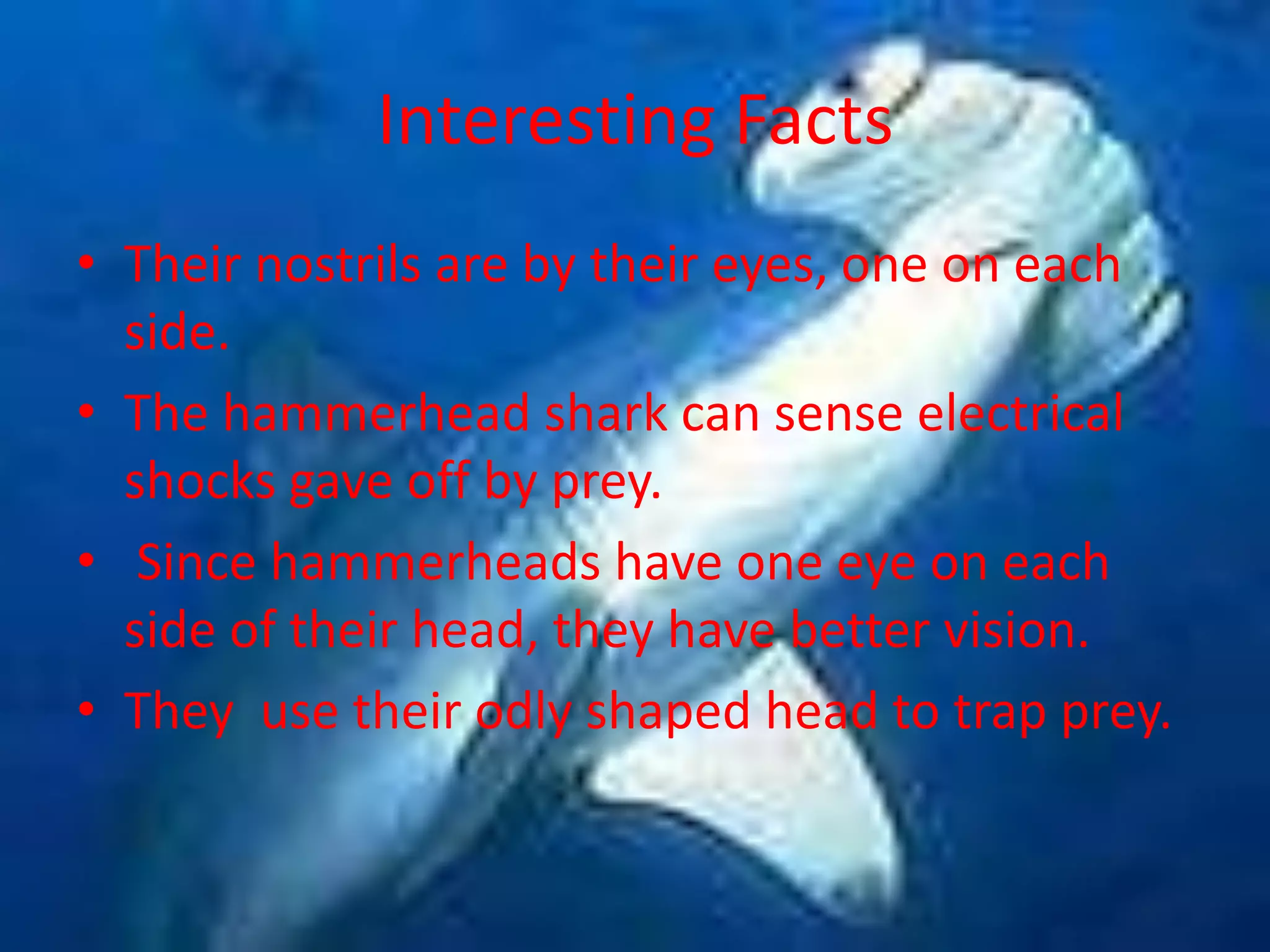 Hammerhead Sharks | PPT