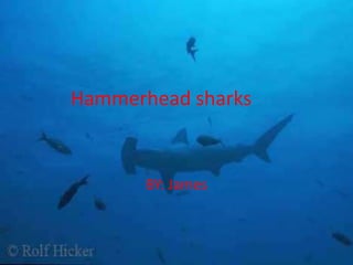 Hammerhead Sharks | PPT
