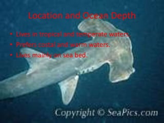 Hammerhead Sharks | PPT