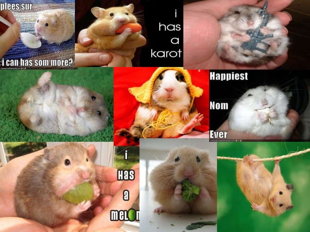 Hamsta hamsta | PPTX