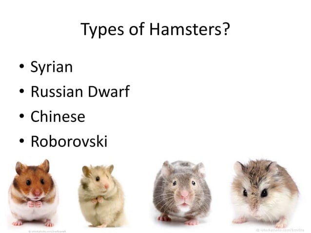 Hamsta hamsta | PPTX