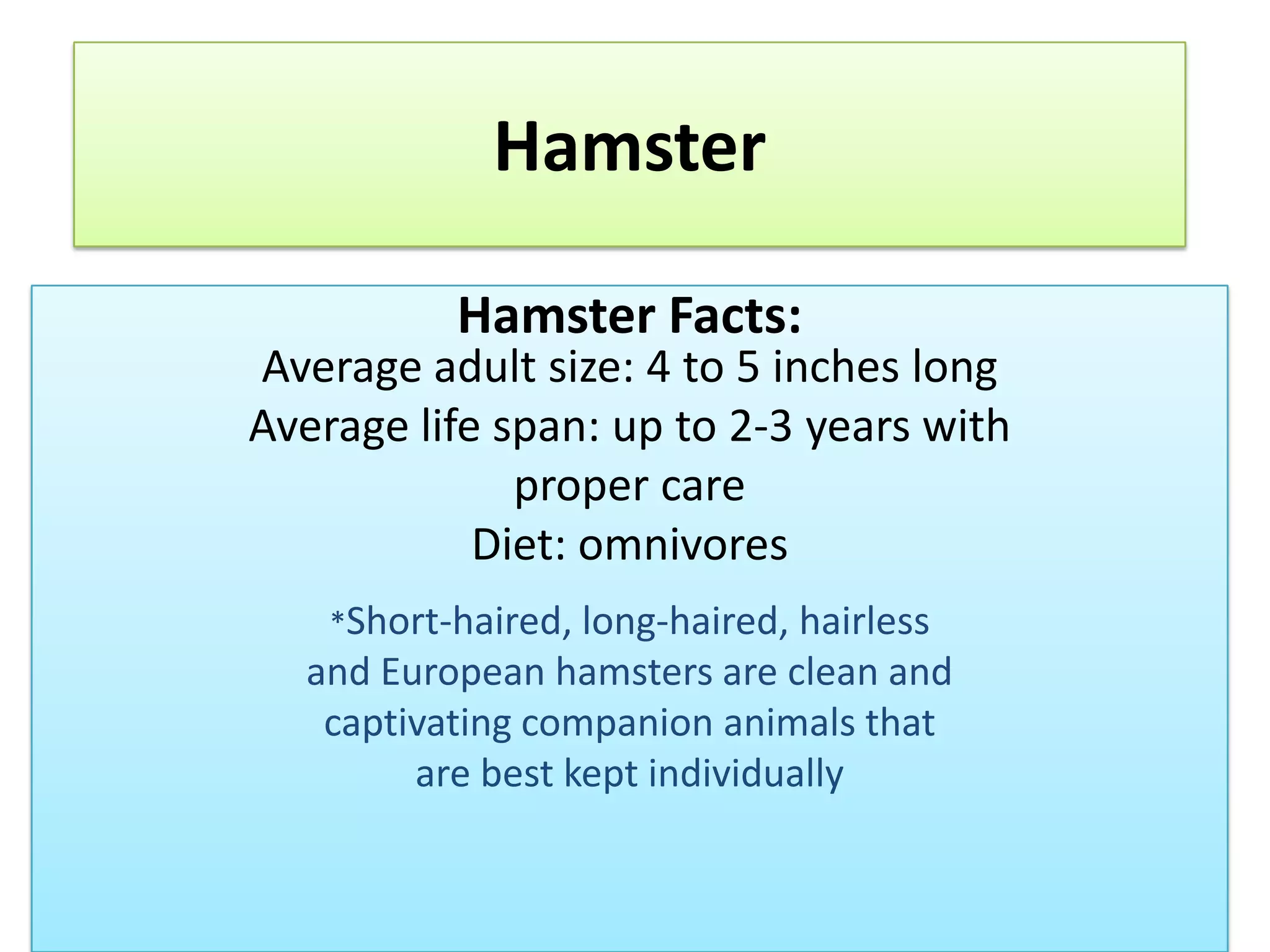 Hamster | PPTX