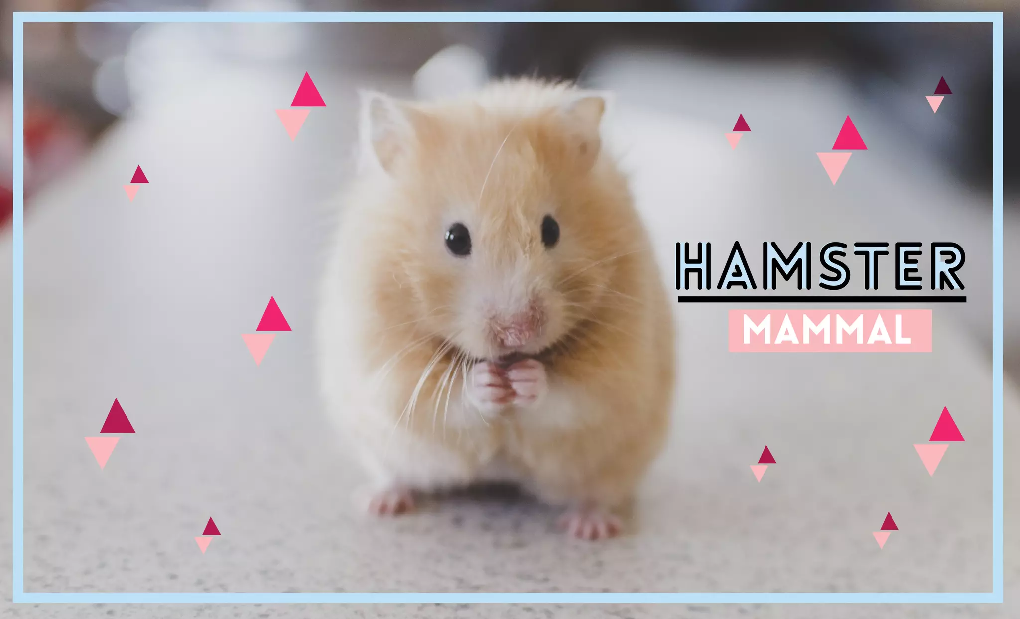 Hamster | PDF