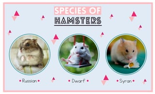 Hamster | PDF