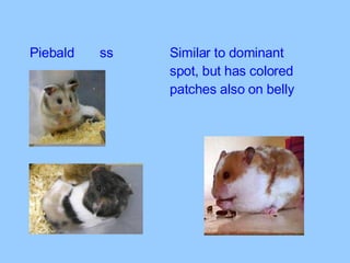 Syrian Hamster Color Chart