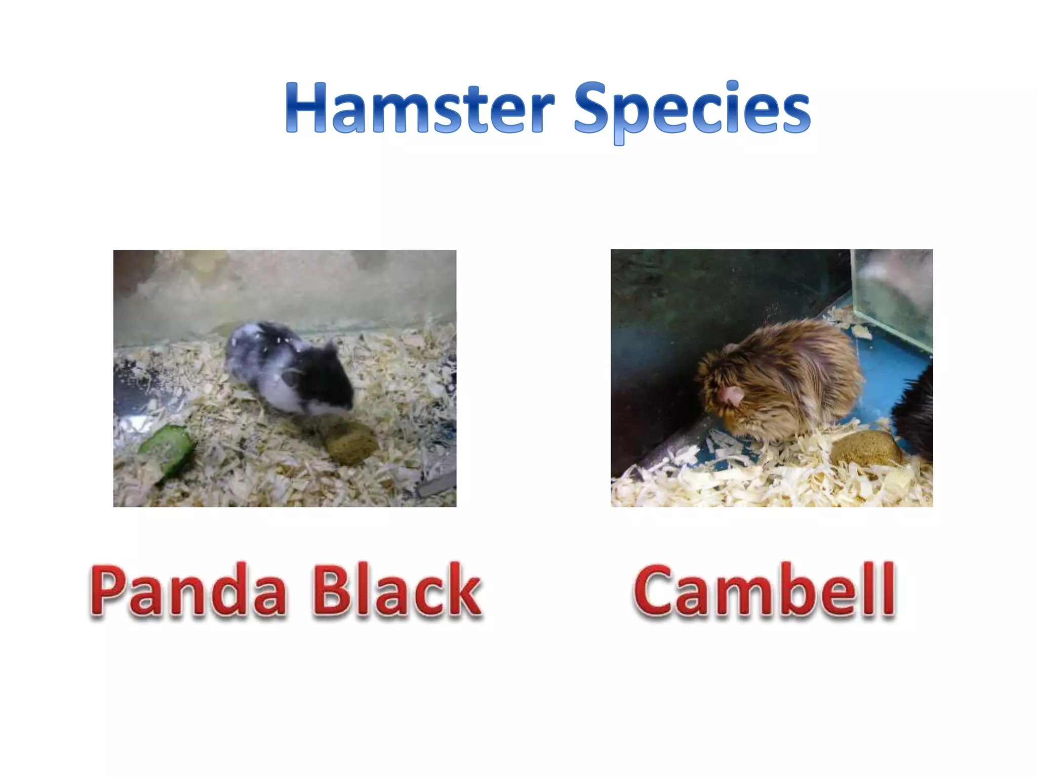 Hamster presentation | PPTX
