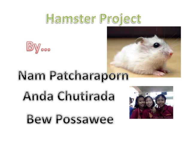 Hamster presentation | PPTX