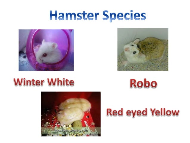 Hamster presentation | PPTX
