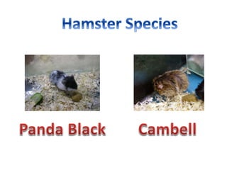 Hamster presentation | PPTX
