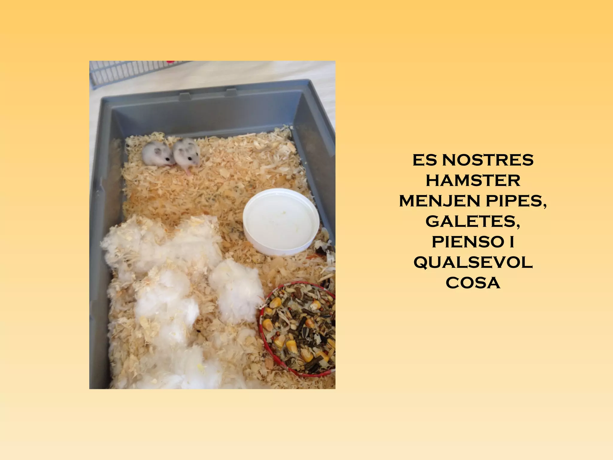 Hamsters | PPT