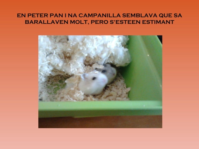 Hamsters | PPT