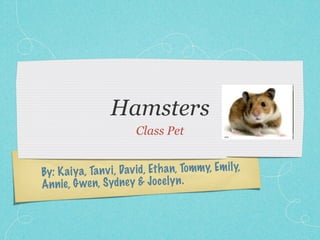 Hamsters ppt | KEY