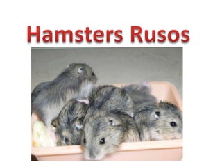 Hamsters Rusos | PPTX