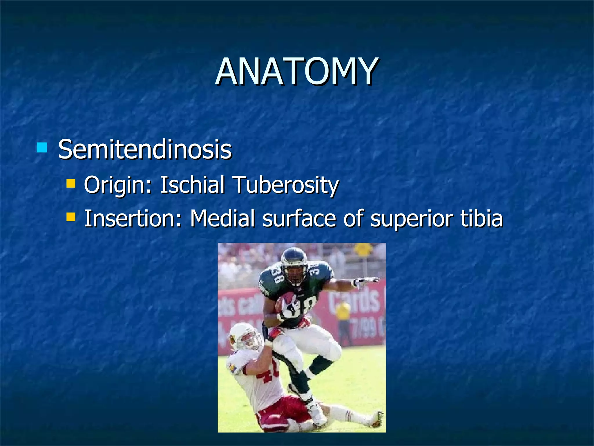 Hamstring Avulsion Repair Rehabilitation | PPT
