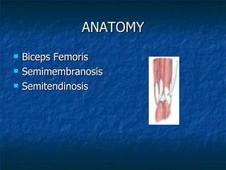 Hamstring Avulsion Repair Rehabilitation | PPT