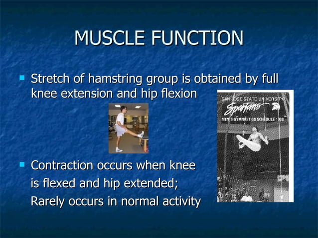 Hamstring Avulsion Repair Rehabilitation | PPT
