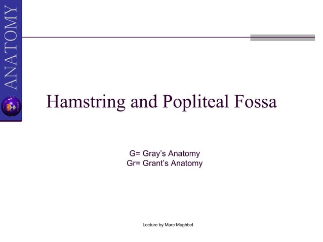 Hamstring And Popliteal Fossa Ii | PPT | Death, Injury, or Military ...