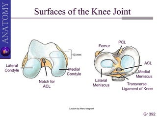 Hamstring And Popliteal Fossa Ii | PPT