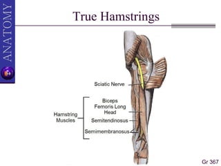 Hamstring And Popliteal Fossa Ii | PPT | Death, Injury, or Military ...
