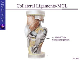 Hamstring And Popliteal Fossa Ii | PPT