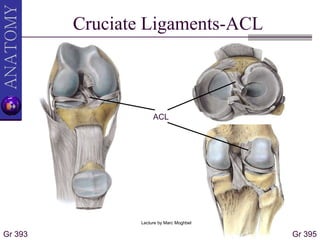 Hamstring And Popliteal Fossa Ii | PPT