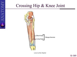 Hamstring And Popliteal Fossa Ii | PPT | Death, Injury, or Military ...