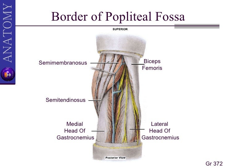 Hamstring And Popliteal Fossa Ii
