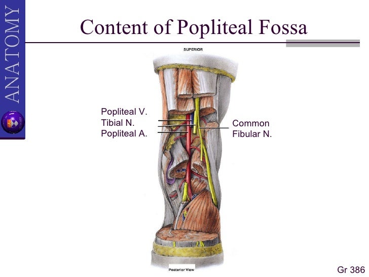 Hamstring And Popliteal Fossa Ii