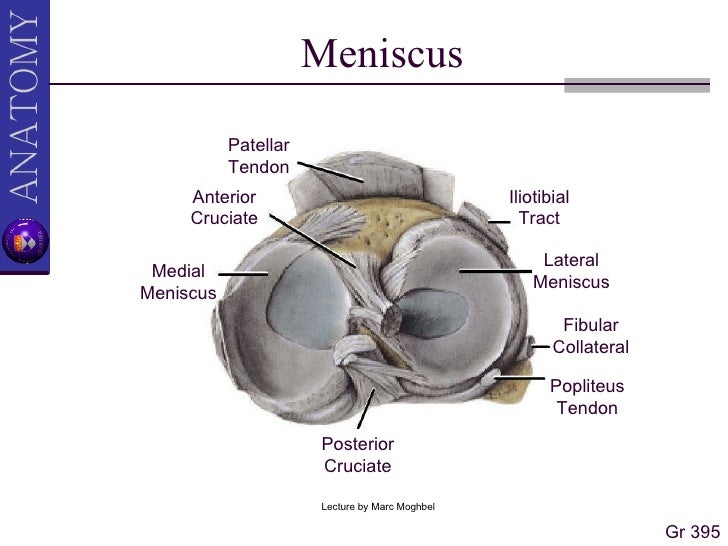 Hamstring And Popliteal Fossa Ii