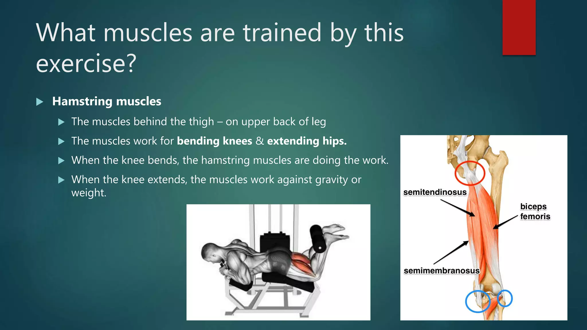 Hamstring Curl | PPTX