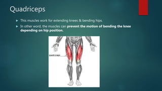 Hamstring Curl | PPTX