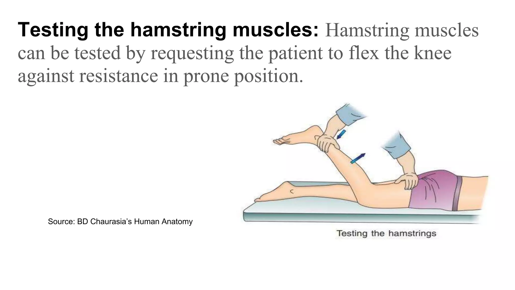 Hamstring Muscles (1).pptx | Death, Injury, or Military Conflict ...