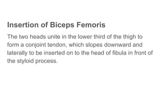 Hamstring Muscles (1).pptx