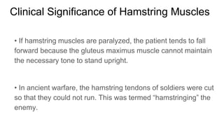 Hamstring Muscles (1).pptx