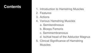 Hamstring Muscles (1).pptx