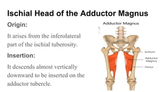Semitendinosus Origin And Insertion