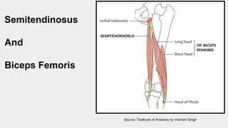 Hamstring Muscles Origin And Insertion