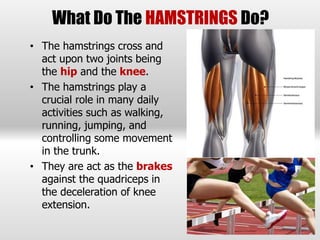 Understanding Hamstring Muscles & Their Role With Stability | PPTX