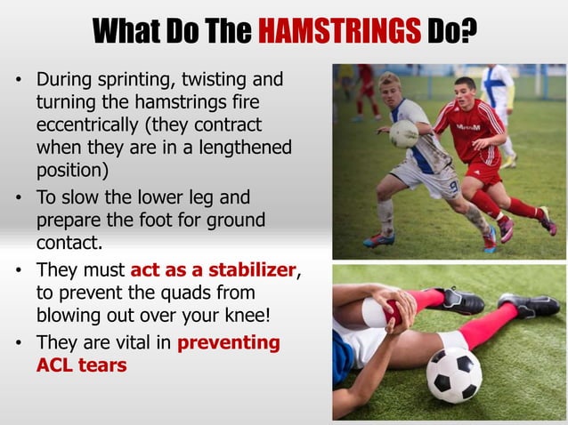 Understanding Hamstring Muscles & Their Role With Stability | PPTX