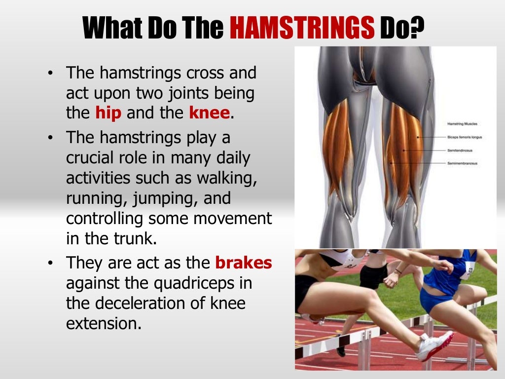 Understanding Hamstring Muscles & Their Role With Stability