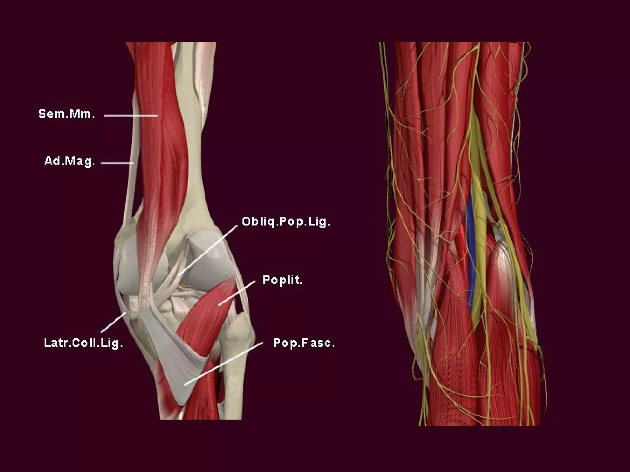 Hamstrings sciatic nerve | PPT