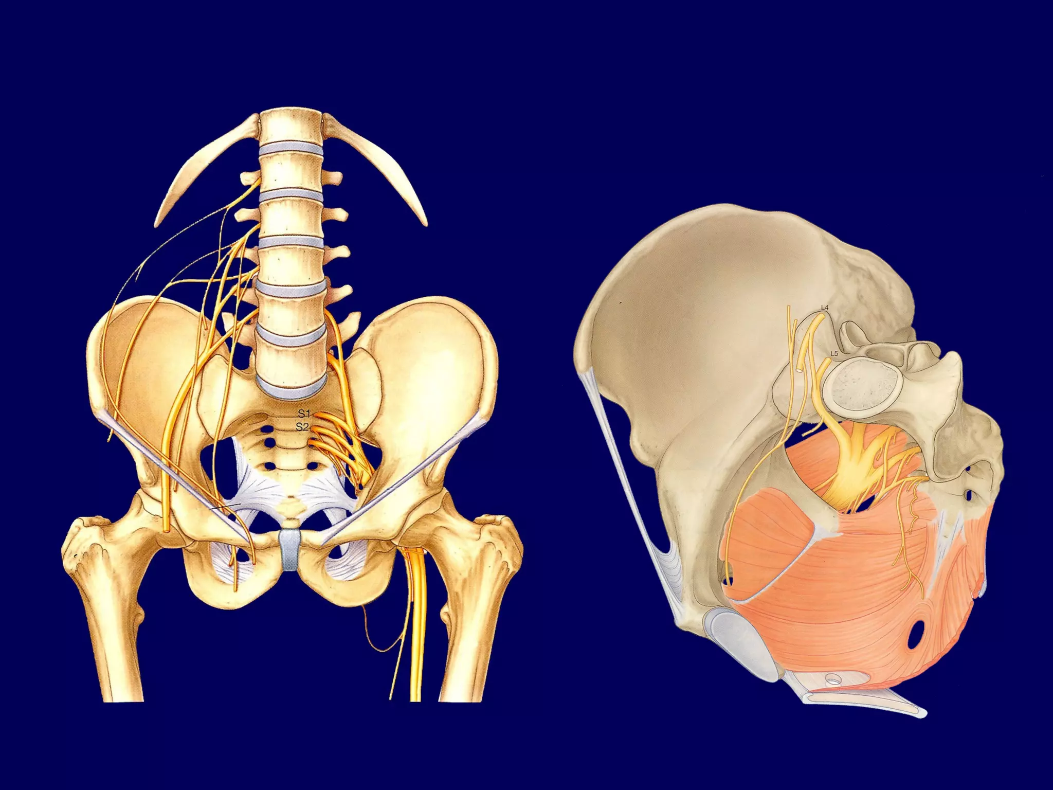 Hamstrings sciatic nerve | PPT