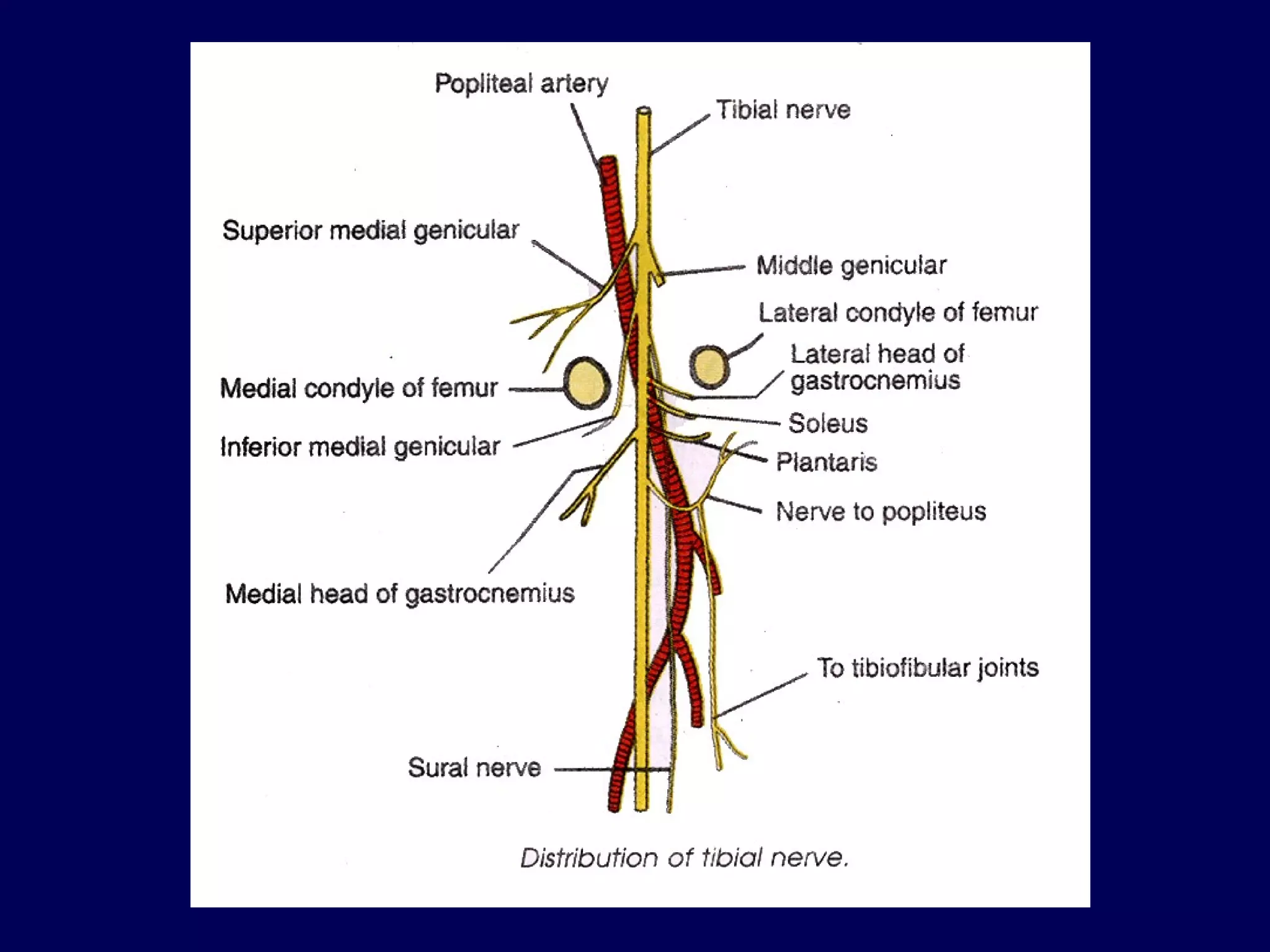 Hamstrings sciatic nerve | PPT