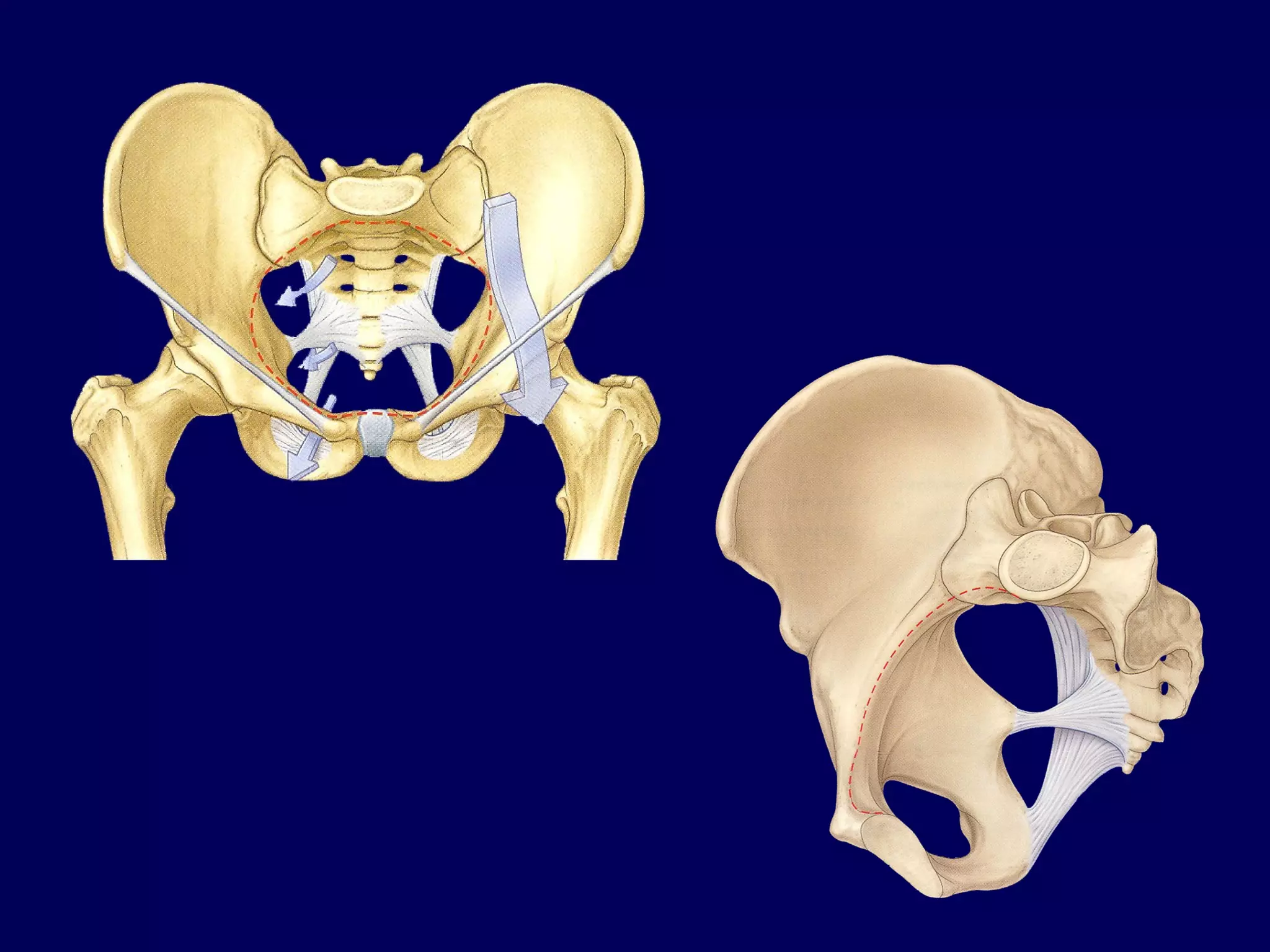 Hamstrings sciatic nerve | PPT